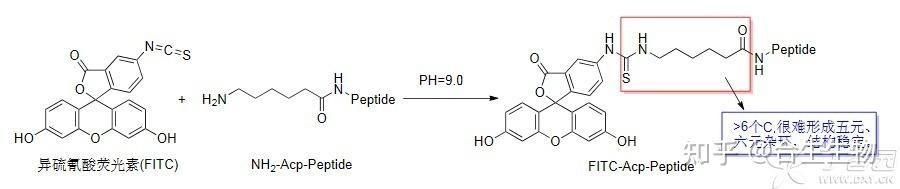 FITC荧光标记多肽合成-氨基己酸(ahx/acp)的引入 - 知乎