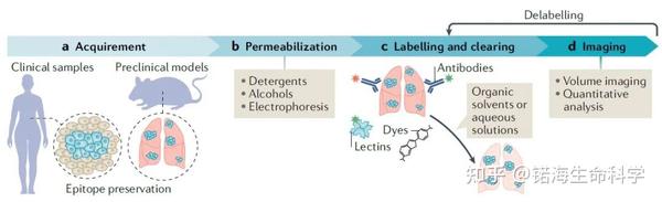 生物组织透明化处理方案千千万——如何做对的选择? - 知乎