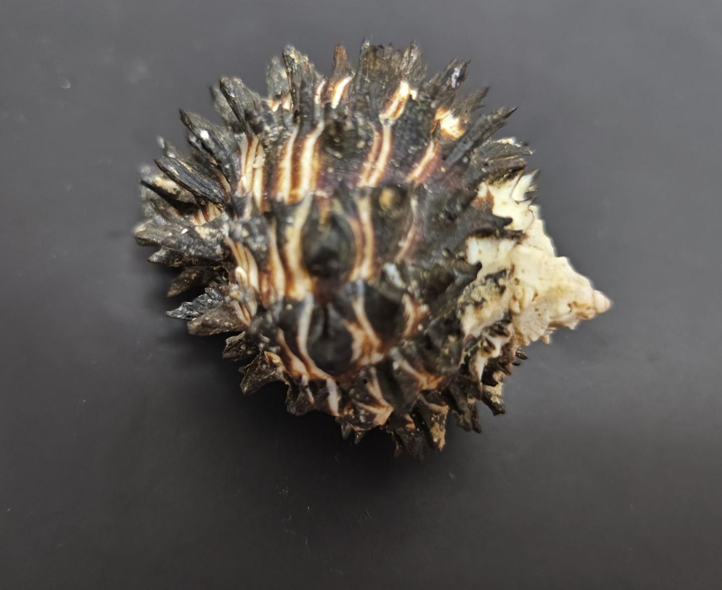 最厚最重的螺类，把叶绿素当做催情药：刺骨螺属Muricanthus【睡前软体动物学334】 - 知乎