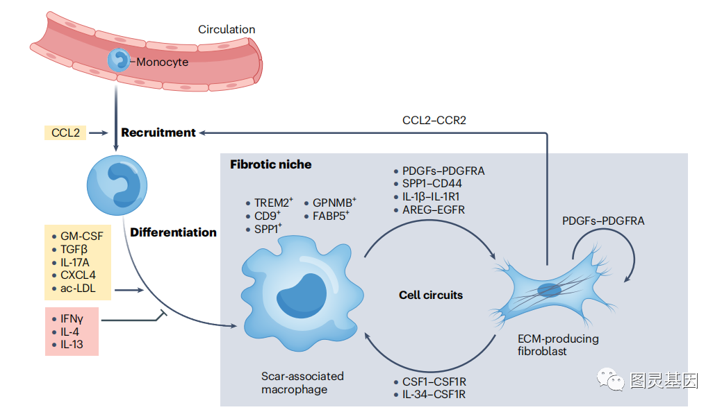 Nat Immu | 人体纤维化免疫学 - 知乎