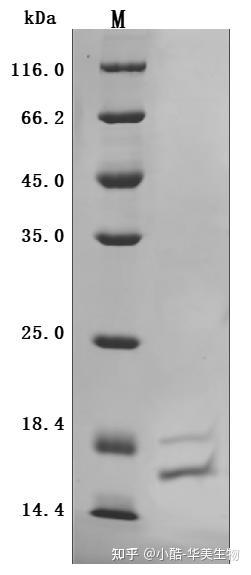 IL-17A：白细胞介素-17家族代表性靶点，助力炎症、免疫、肿瘤性皮肤病治疗！ - 知乎