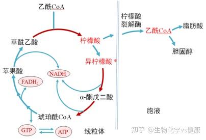 TCA循环的生理意义不一般！ - 知乎