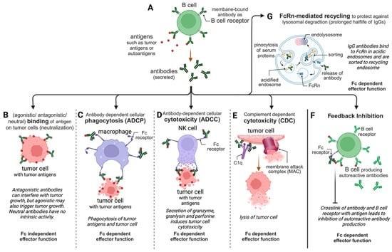 治疗性IgG抗体Fc区改造 - 知乎