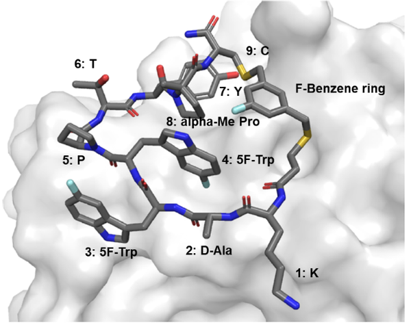 来源于噬菌体和mRNA展示的环肽：Peginesatide，MK-0616 - 知乎