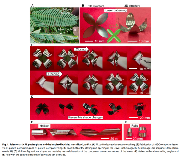 扫描电镜助力 3D 仿生金属含羞草的研究，科研成果发表在 Science Advances - 知乎