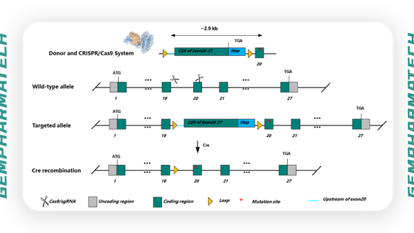 看一眼就会的Cas9-CKI小鼠繁育路线 - 知乎