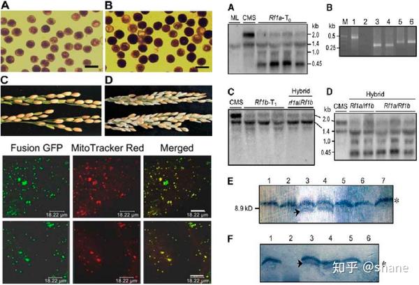 质核互作的水稻雄性不育分子机制 - 知乎