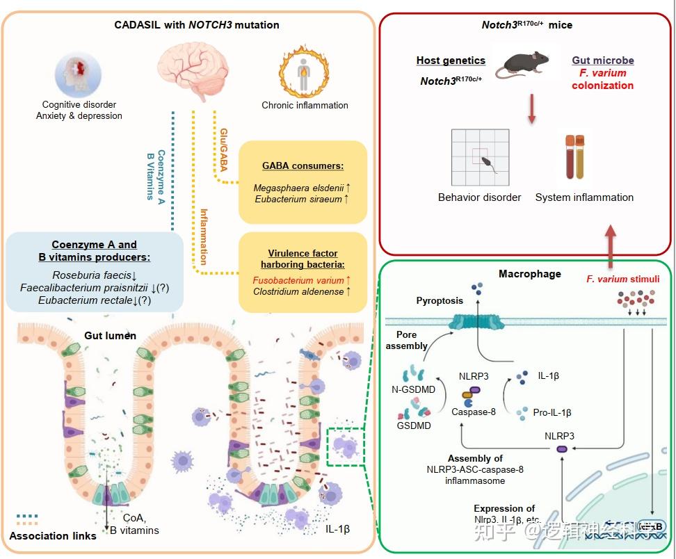 Microbiome︱中山大学陆正齐/赵文婧/牟相宇联合揭示肠道菌群参与脑小血管疾病潜在机制 - 知乎