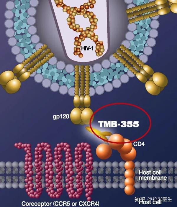 新型抗逆转录药物 - 伊巴珠单抗的优越疗效 (ACTHIV 2021) - 知乎