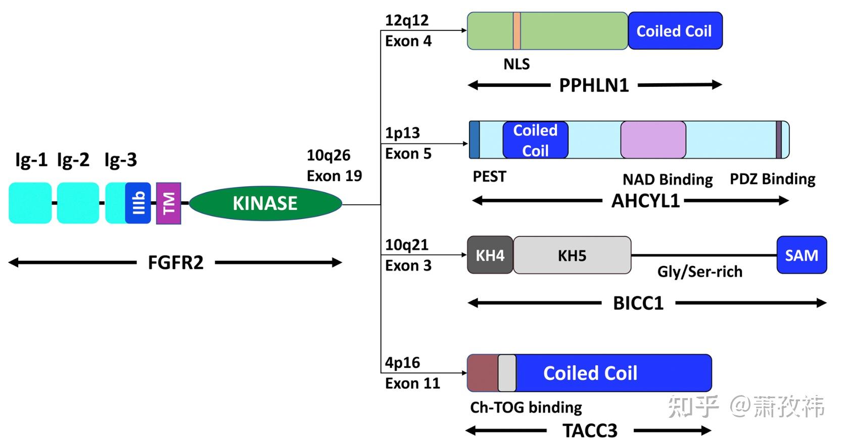 FGFR：信号通路与靶向药物 - 知乎