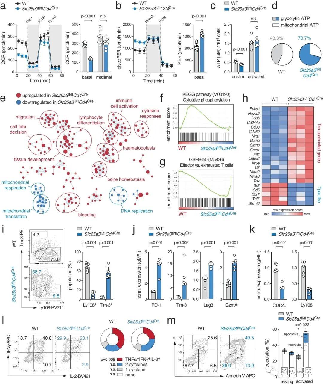 Nat Comm | 线粒体功能障碍引起的T细胞耗竭 - 知乎
