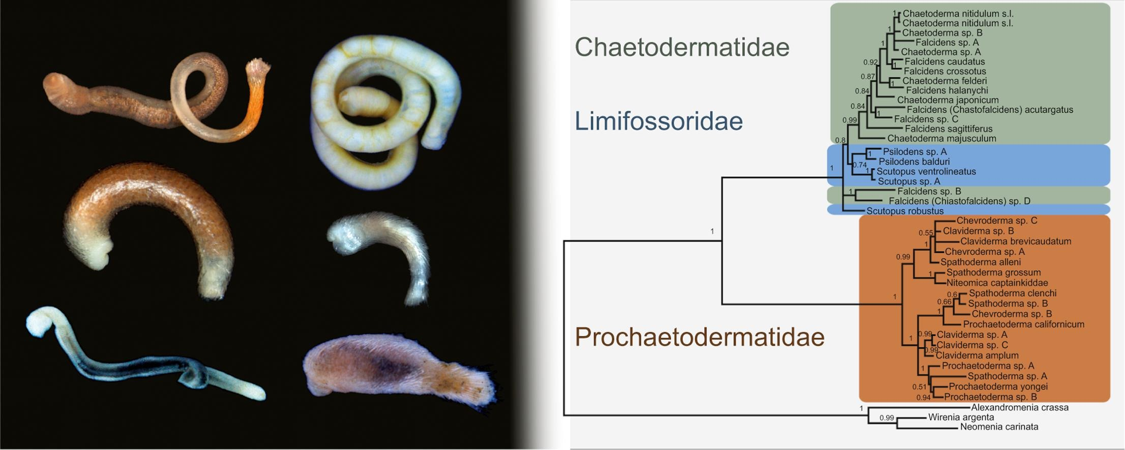千姿百态的冠轮动物（六）--软体动物II - 知乎