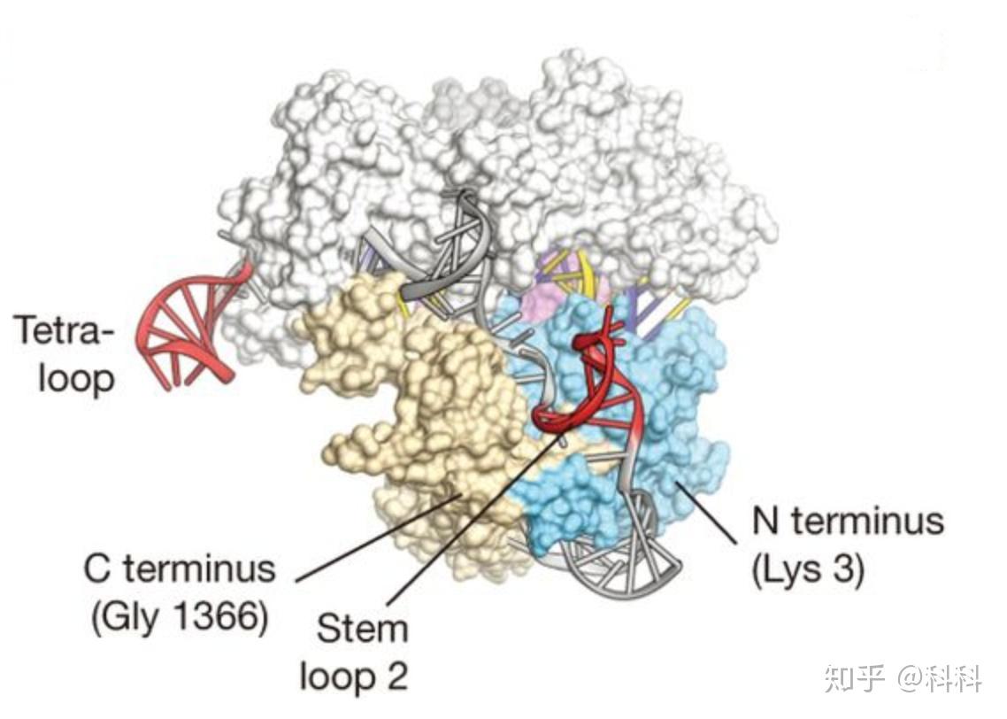 【科普】99%的人不知道的CRISPR奥秘 - 知乎