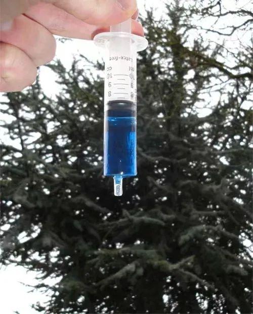 OShiNatural丨沉浸于蓝丝柏，感受大自然独特的美 - 知乎