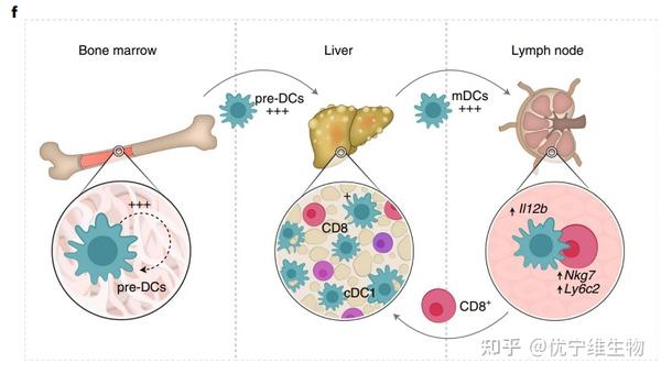 Systemic Immunity in NAFLD&NASH : Total Solution All in One - 知乎