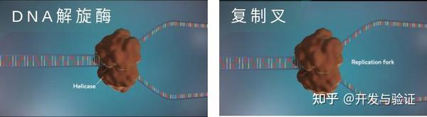 科普 | DNA如何进行复制？ - 知乎