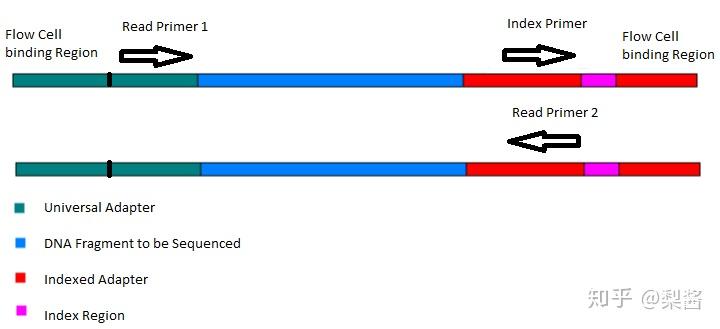 [软件使用 1] cutadapt使用指南 - 知乎