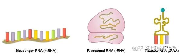 干货：一文读懂mRNA rRNA tRNA结构和功能 - 知乎
