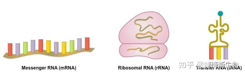 干货：一文读懂mRNA rRNA tRNA结构和功能 - 知乎