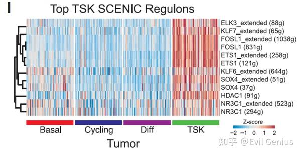 单细胞个性化分析之转录因子篇 - 知乎