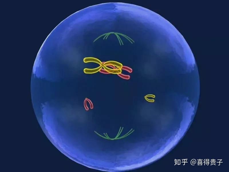 夫妻染色体正常,但胚胎染色体异常,什么原因引起? 知乎