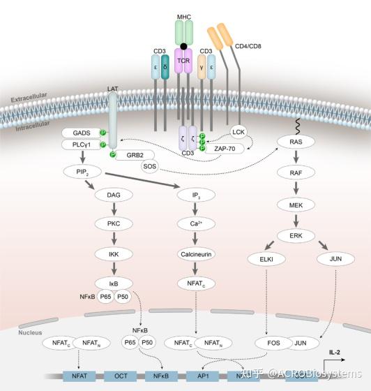 CD3：双抗领域热门“元素”解读 - 知乎