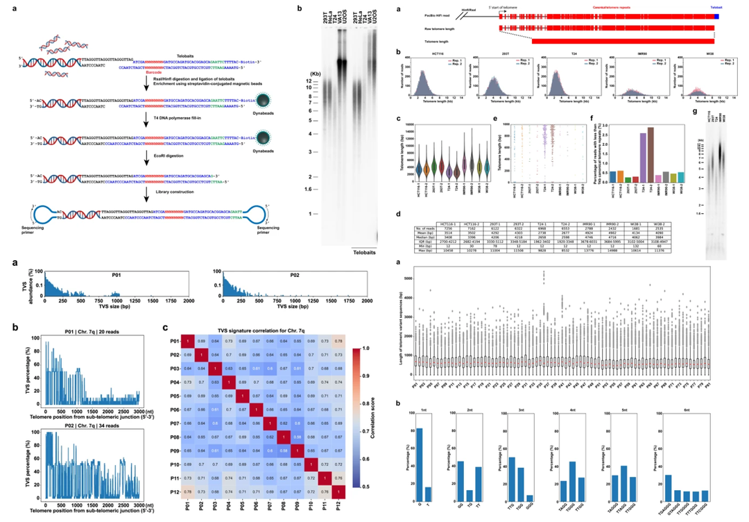 新锐视点 | 长读长测序家族之ISO-seq - 知乎