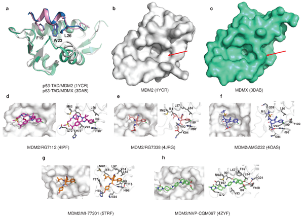 STTT 综述︱中南大学湘雅医院陈永恒/危蝴蝶团队评述抑癌基因TP53的新进展 - 知乎