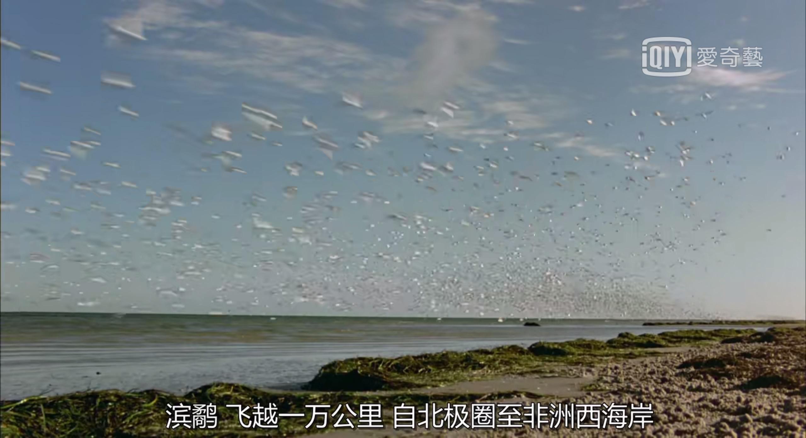 纪录片《迁徙的鸟》WINGED MIGRATION（60-120min） - 知乎