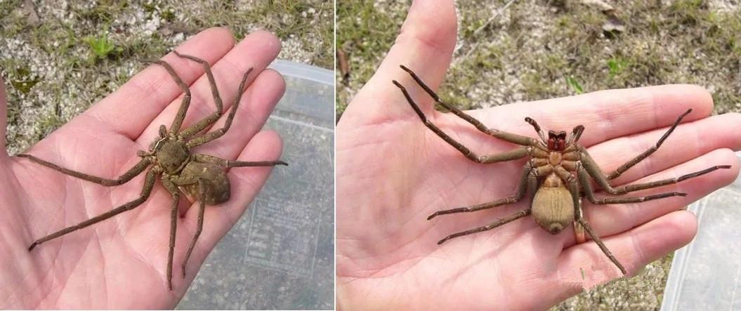 外形恐怖的大蜘蛛 却是除蟑螂的好猎手 - 知乎
