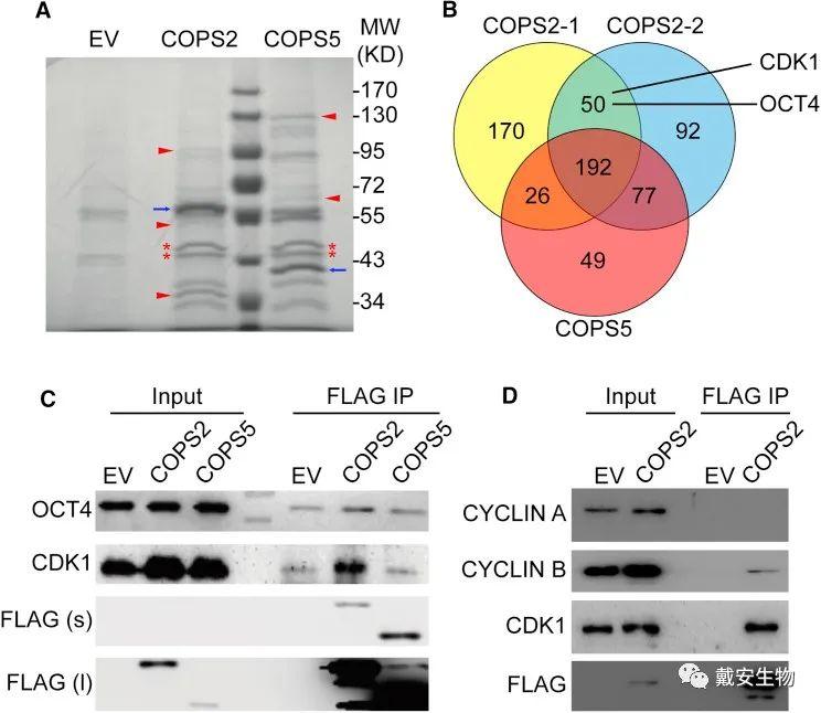 CoIP+WB/MS快速发现体内互作蛋白 - 知乎