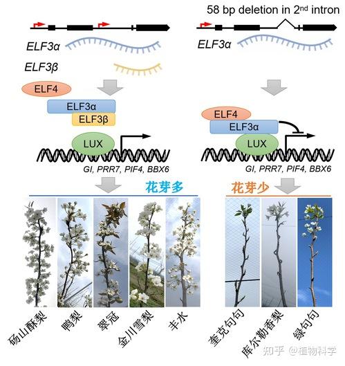 Plant Cell | 南京农业大学揭示ELF3可变启动调控梨花芽分化 - 知乎