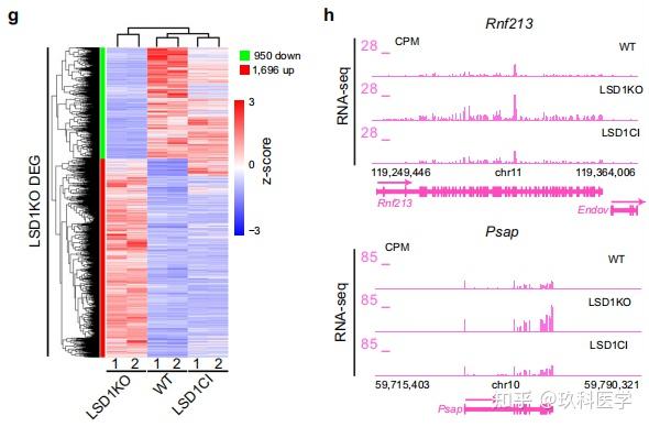 Nature子刊：LSD1 在调节增强子和细胞命运转变中的独立去甲基化作用 - 知乎