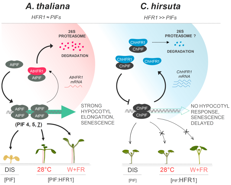 EMBO J | PIF7-HFR1分子模块调控植物的遮荫响应 - 知乎