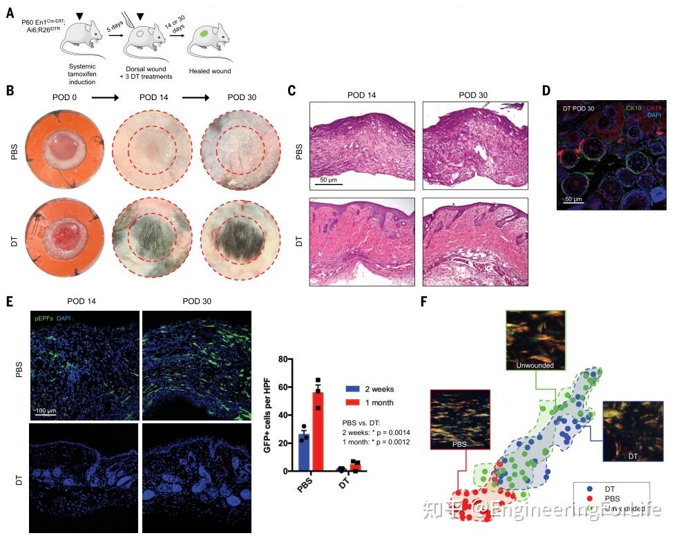 Science:抑制成纤维细胞Engrailed-1表达实现无痕化愈合 - 知乎