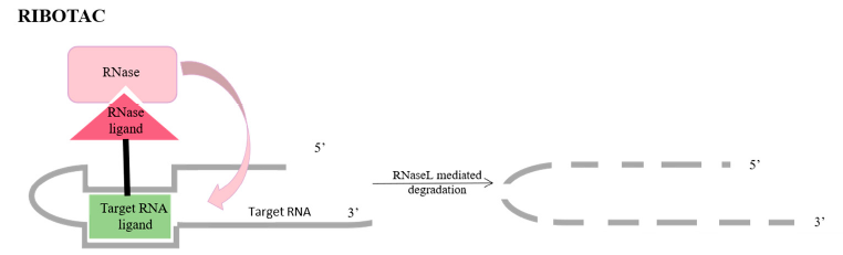 杰克说药丨用小分子靶向RNA：药物发现的前沿 - 知乎