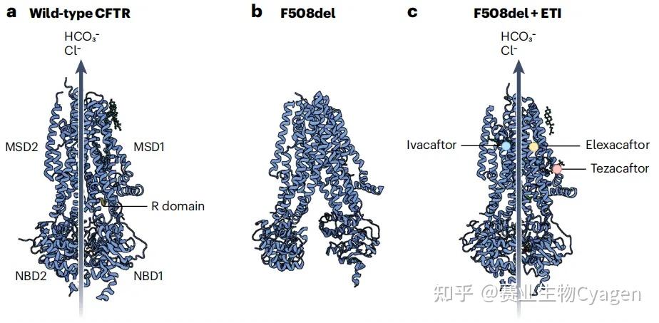 “囊”括核心突变，“纤”毫病理毕现：全新CFTR*F508del囊性纤维化人源化疾病模型 - 知乎