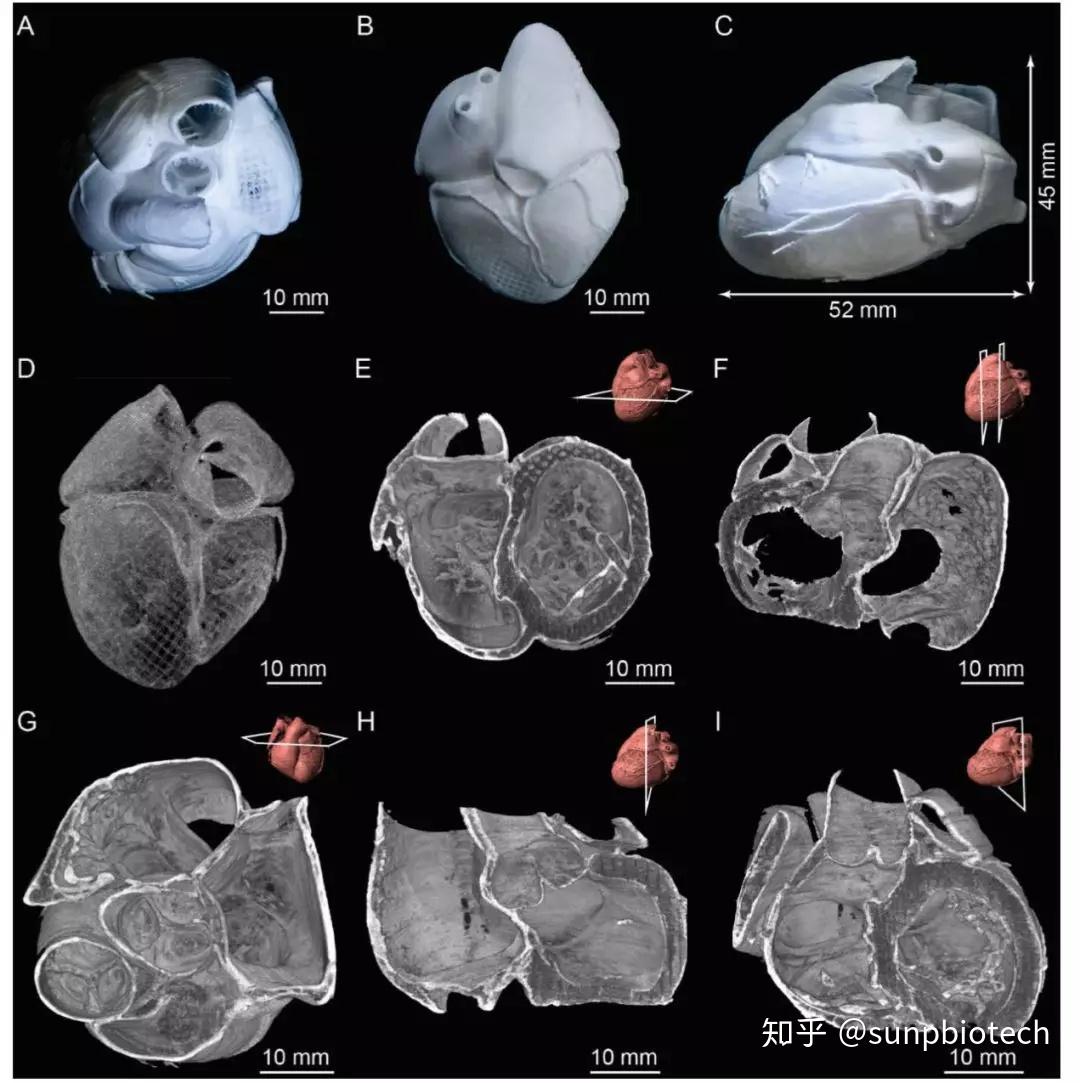 《Science》重磅| 生物3D打印胶原心脏 - 知乎