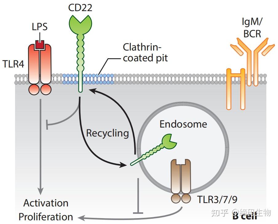 肿瘤免疫靶点 | CD22 - 知乎