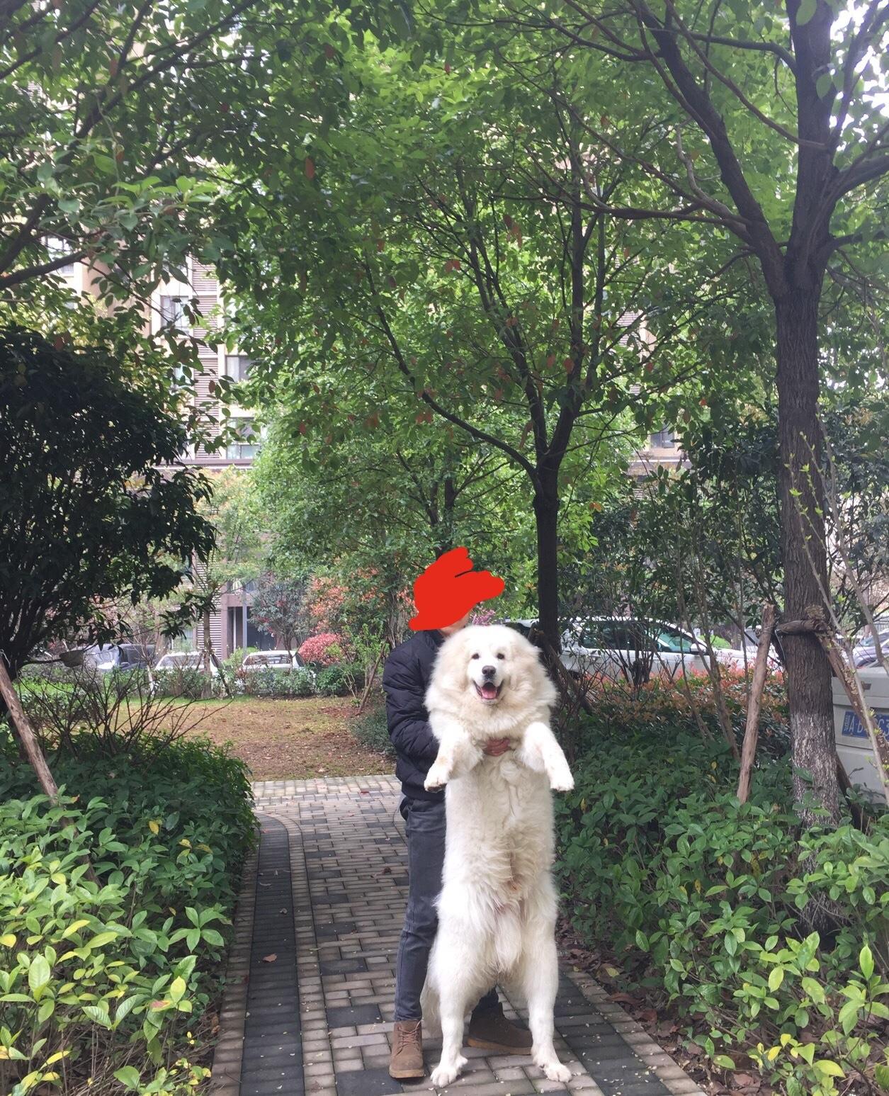 养一只大白熊犬是怎样一种体验? 知乎