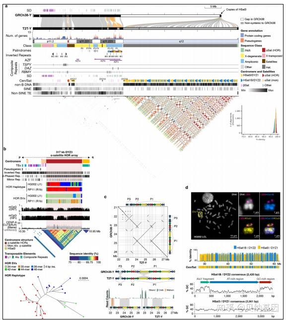 文献解读 | 人类Y染色体完整序列公布！ - 知乎