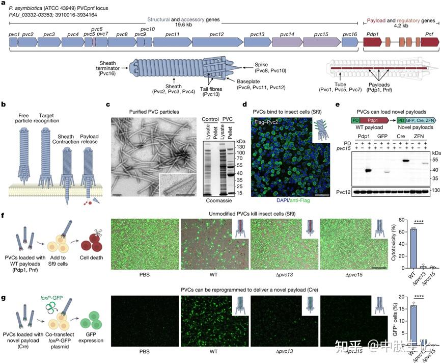 Nature：基因编辑大牛张锋通过改造发光杆菌的eCIS系统，开发出将蛋白安全高效递送到人类细胞和活体动物中的新方法 - 知乎