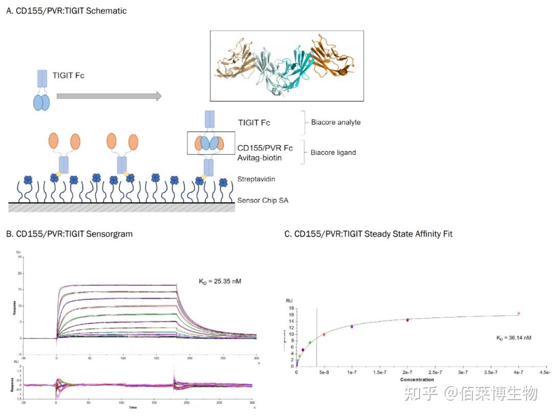 生物分子相互作用实验新利器：Avi-Tag 标签技术 - 知乎