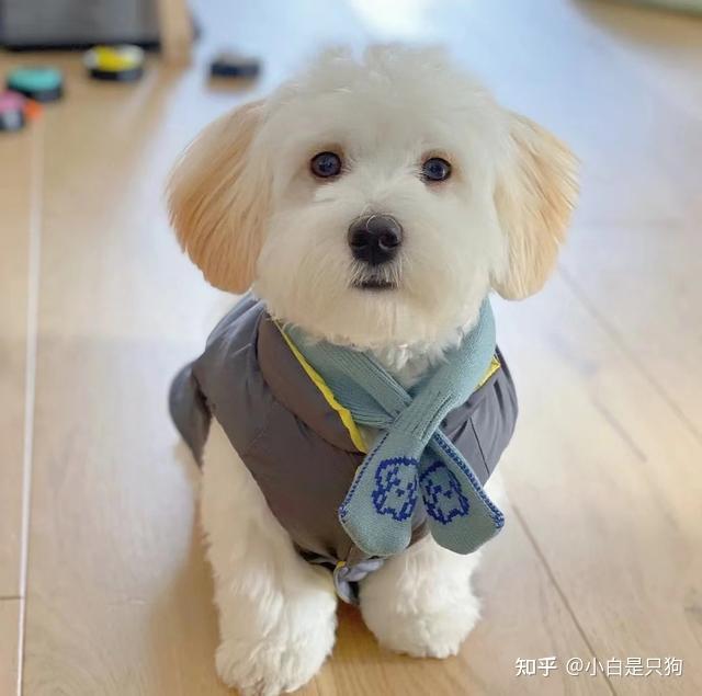 原来“哈瓦那犬”的优点这么多，难怪这么受欢迎 - 知乎