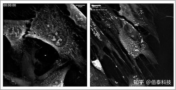 【Nanolive】线粒体无标记3D成像技术 - 知乎