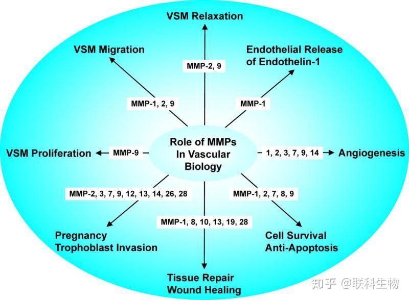 基质金属蛋白酶（MMPs）种类及功能 - 知乎