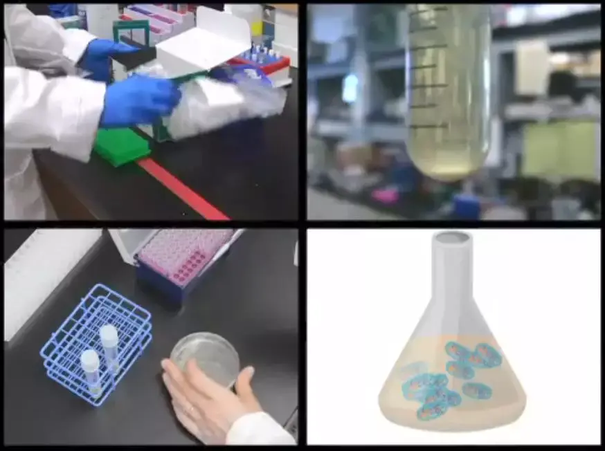 分子生物学质粒纯化技术步骤过程详解 知乎