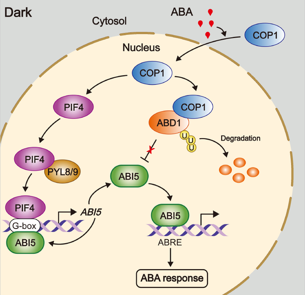 Plant Cell∣中国农业大学李继刚课题组揭示植物在黑暗下的ABA信号转导新机制 - 知乎