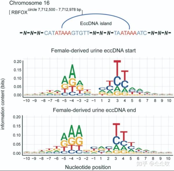 CTM最新成果：首次揭示尿液染色体外环状DNA特征 - 知乎