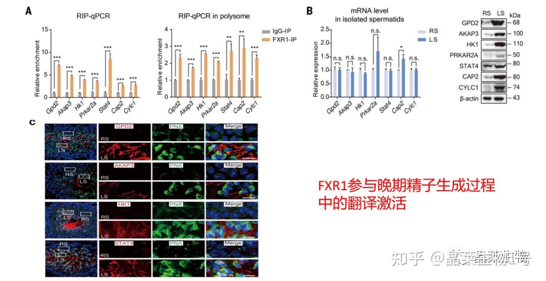FXR1的LLPS通过激活储存的mRNA的翻译来驱动精子发生 - 知乎